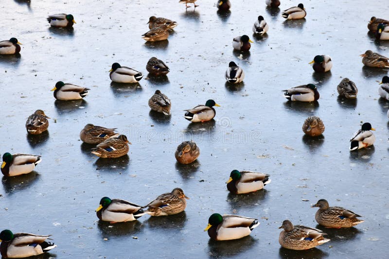Multi-colored Ducks Sit on the Frozen Pond. Stock Photo - Image of ...