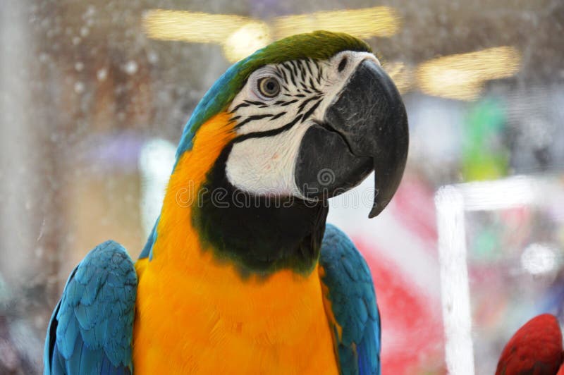 Exotic macaw parrot stock image. Image of colored, flight - 242347621