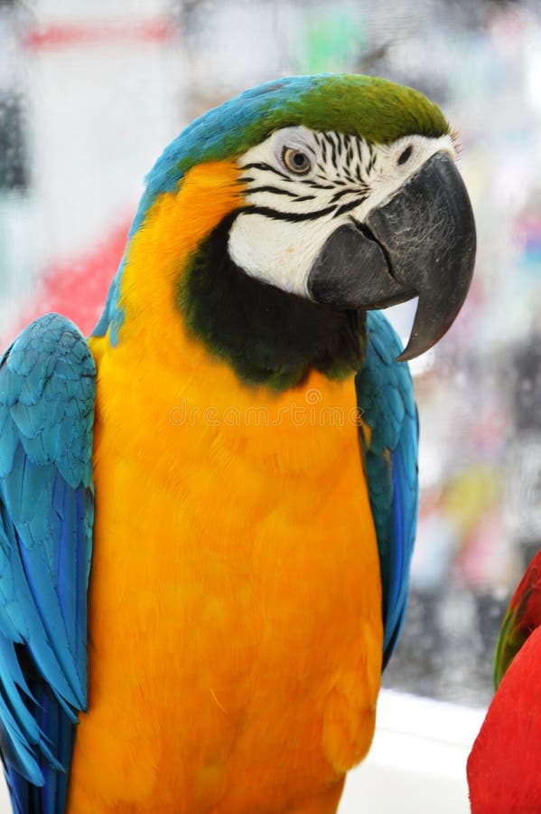 Exotic macaw parrot stock image. Image of color, fauna - 242347669