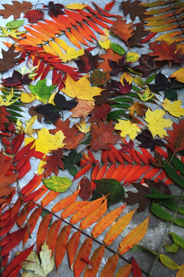 Multi-colored Fallen Autumn Leaves from Different Trees Stock Image ...