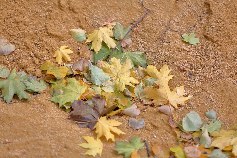 Fallen Maple Leaves on the Yellow Sand Stock Photo - Image of bright ...