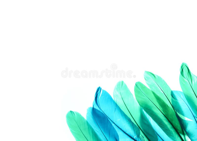 Multi-colored Feathers Isolated on a White Background. Trendy Colors ...