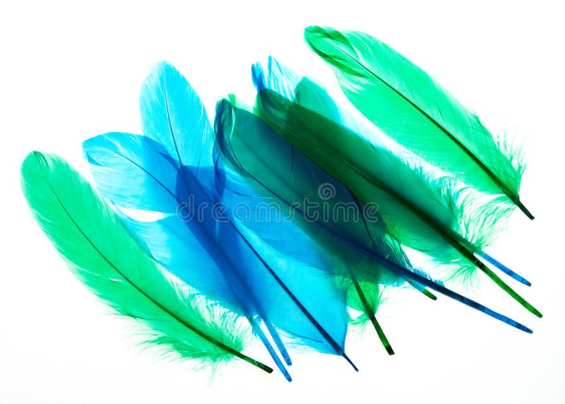 Multi-colored Feathers Isolated on a White Background. Trendy Colors ...
