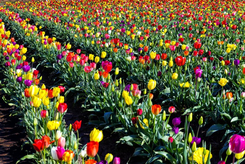 Rainbow color tulip farm stock image. Image of bulb, flower - 54002473