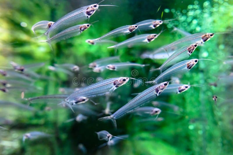 Multi-colored Fish in the Aquarium at the Sochi Aquarium. Tourist ...