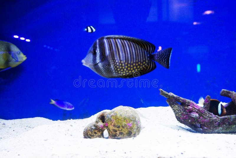Multi Colored Fish of Different Breeds Swims in the Aquarium Stock ...