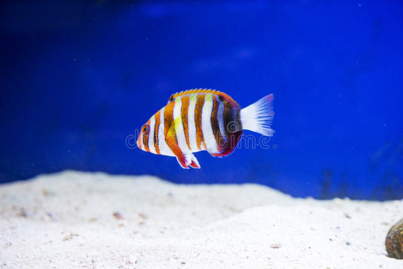 Multi Colored Fish of Different Breeds Swims in the Aquarium Stock ...