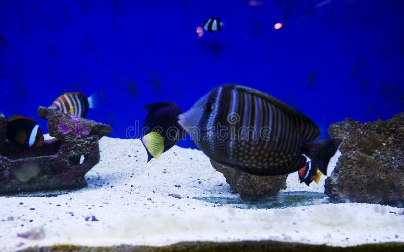 Multi Colored Fish of Different Breeds Swims in the Aquarium Stock ...