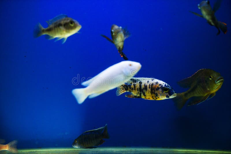Multi Colored Fish of Different Breeds Swims in the Aquarium Stock ...