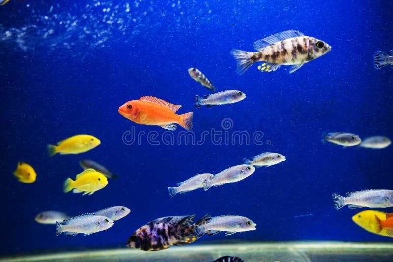 Multi Colored Fish of Different Breeds Swims in the Aquarium Stock ...
