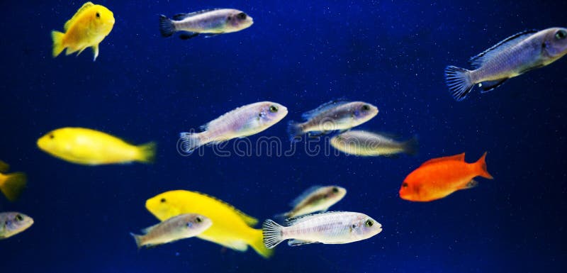 Multi Colored Fish of Different Breeds Swims in the Aquarium Stock ...