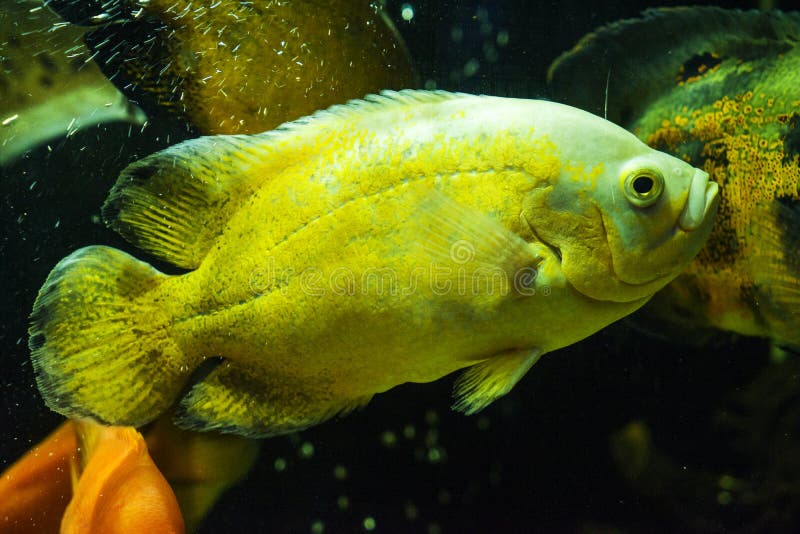 Multi Colored Fish of Different Breeds Swims in the Aquarium Stock ...