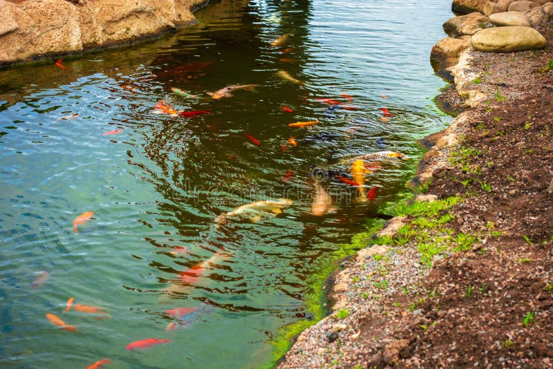 Multi-colored Fish in a Pond among Stone Shores Stock Photo - Image of ...