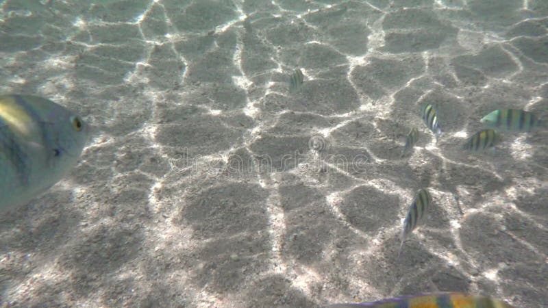 Multi-colored Fish Shimmer Under the Rays of the Sun. Natural ...