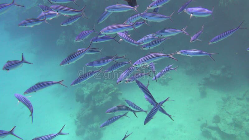 Multi-colored Fish Shimmer Under the Rays of the Sun. Natural ...