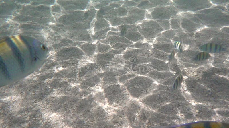 Multi-colored Fish Shimmer Under the Rays of the Sun. Natural ...