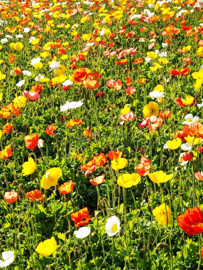 Multi colored flower bed stock image. Image of head, growth - 22693789