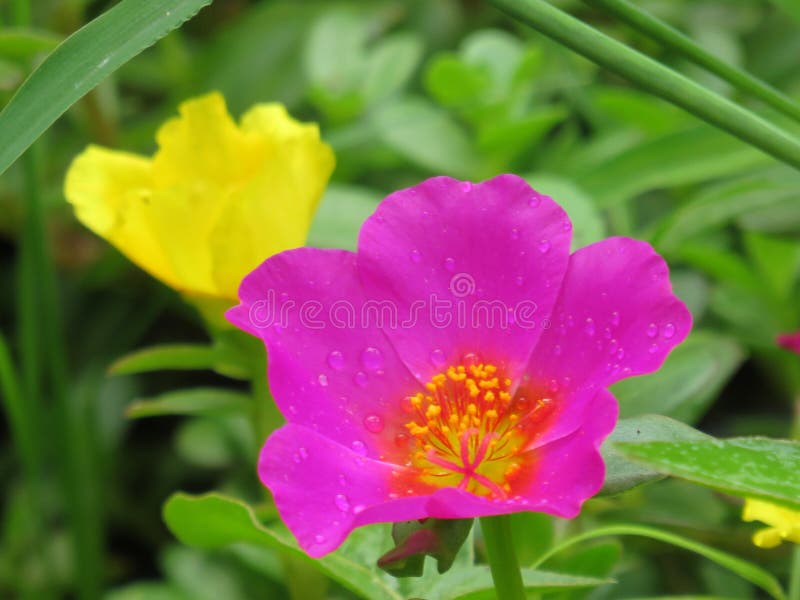 The Multi Colored Flower Funally Blooms. Stock Photo - Image of garden ...