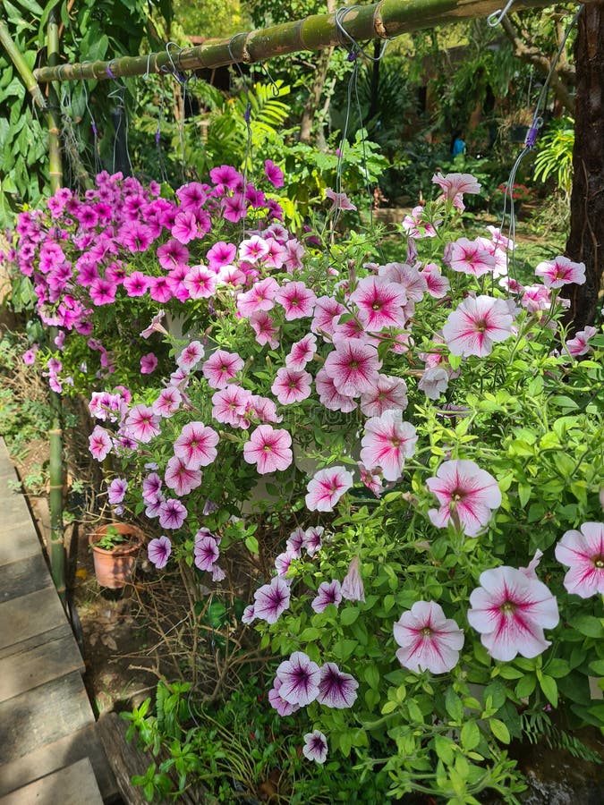 Multi-colored Flower Pots Hanging on Plants Stock Image - Image of ...