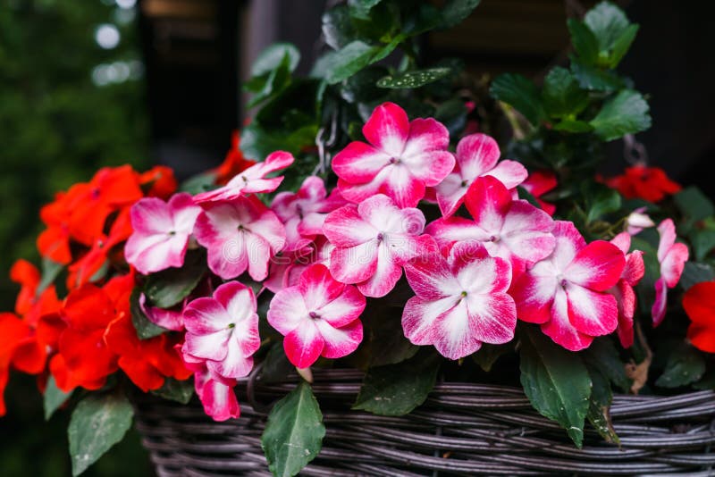 Multi-colored Flowering Balsam Bushes in a Flower Pot Stock Image ...