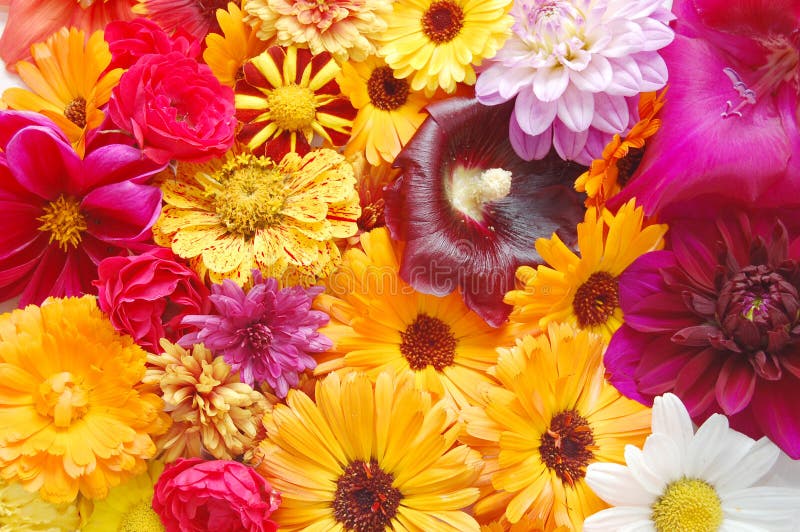 Multi colored flowers stock image. Image of mosaic, multicolor - 10618211