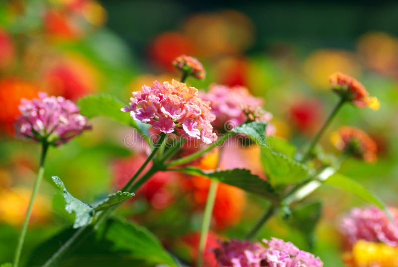 Multi colored flowers stock photo. Image of floral, outdoor - 3199560