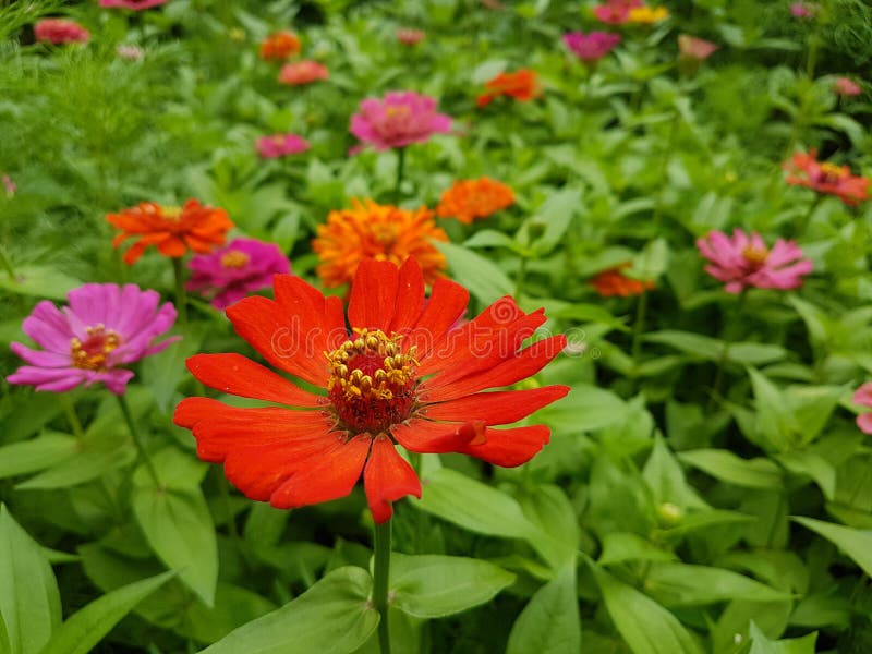Multicolored flowers. stock photo. Image of green, lees - 121245832