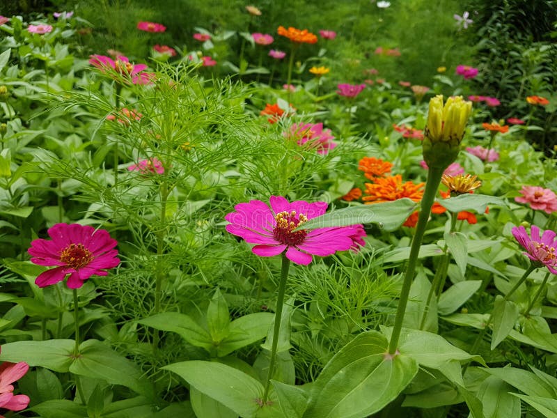 Multicolored flowers. stock photo. Image of juicy, leavesn - 121245874