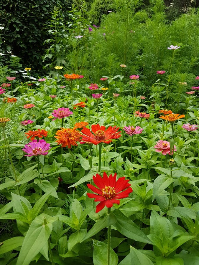 Multicolored flowers. stock photo. Image of juicy, summer - 121245976