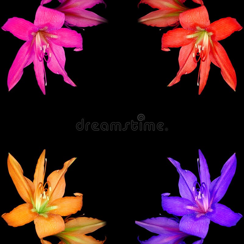 Multi-colored Flower on Black Background Square Stock Photo - Image of ...
