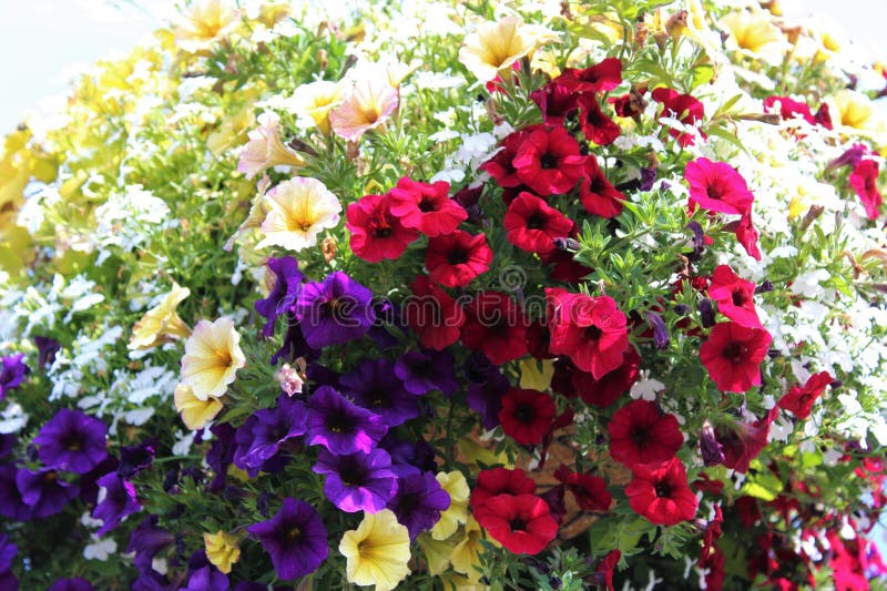 Multi Colored Flowers in Bloom in a Hanging Basket Stock Photo - Image ...