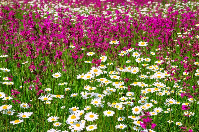 Multi Colored Flowers Blossoming on a Meadow Stock Photo - Image of ...