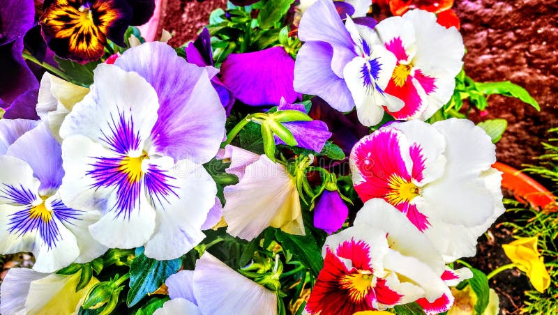 Multi colored flowers stock photo. Image of pink, nature - 109596382