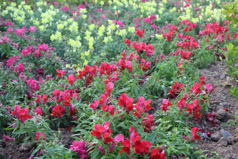 Multi-colored Flowers in the Garden As a Wallpaper Stock Image - Image ...