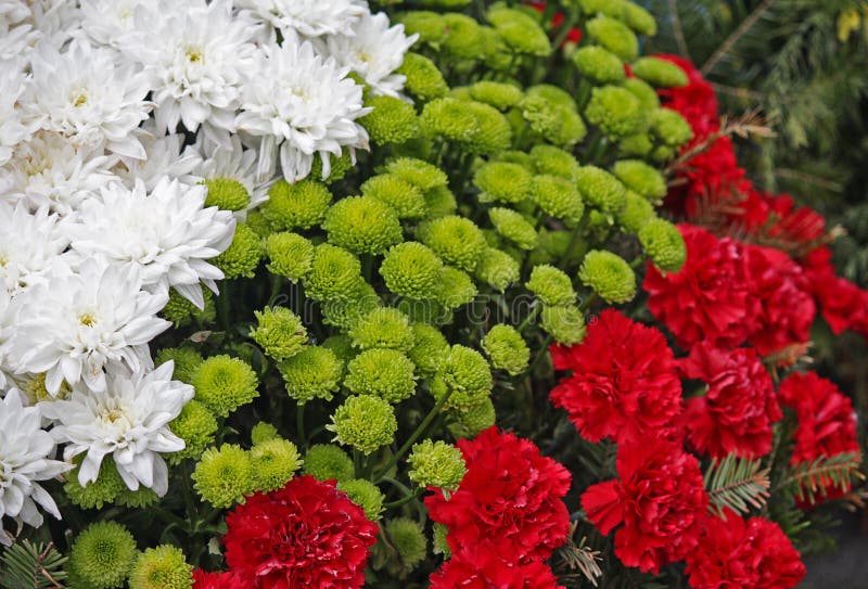 Multi-colored flowers grow stock image. Image of blooming - 75502809