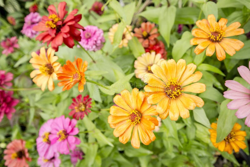 Multi-colored flowers. stock photo. Image of bloom, season - 67325064