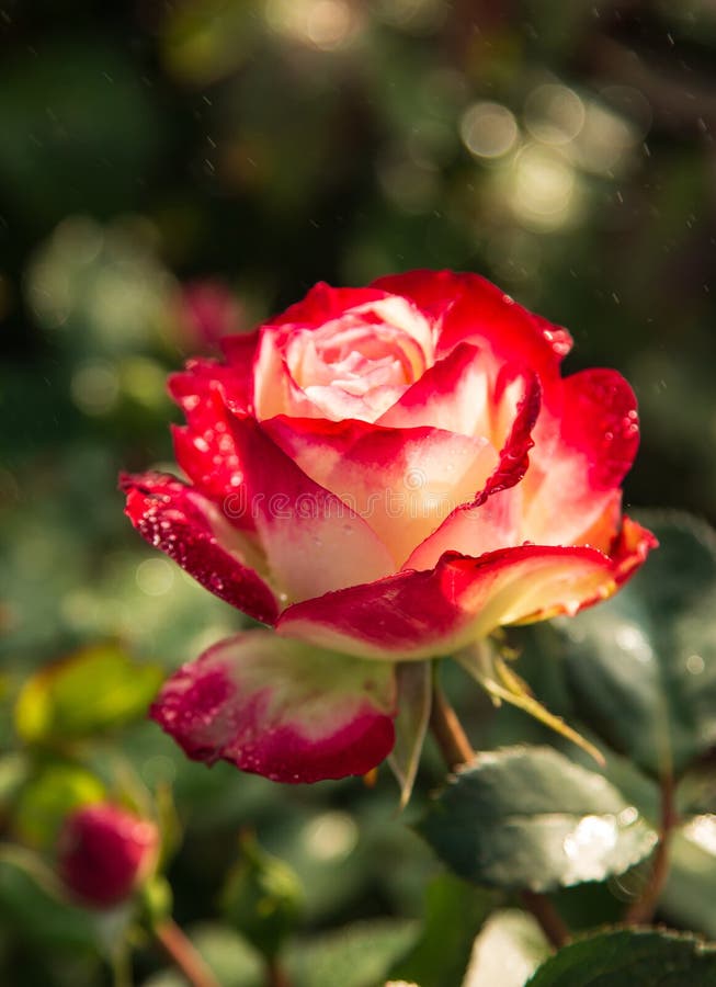 Multi-colored Flowers of Roses As a Background Stock Photo - Image of ...