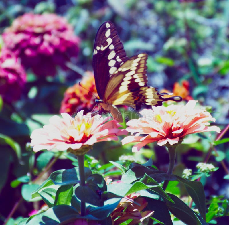 Multi-colored Flowers in Your Garden Stock Image - Image of garden ...