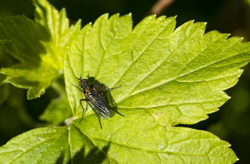 Multi-colored Fly on a Leaf of a Bush, Stock Photo - Image of wild ...