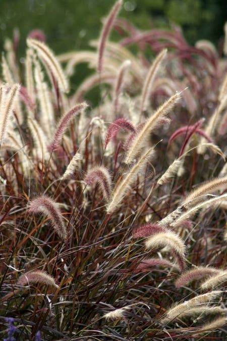 Multi colored fox tails stock image. Image of tails, ornamental - 309381