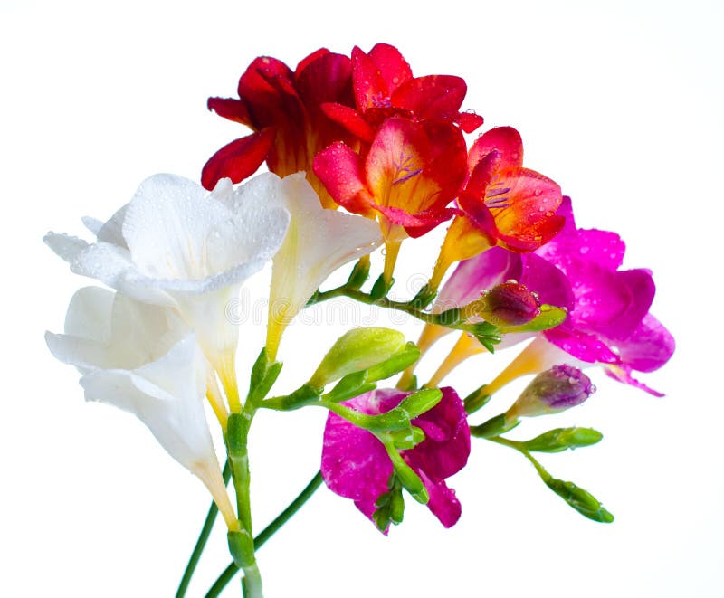 Multi-colored freesias stock image. Image of multicolored - 23600771