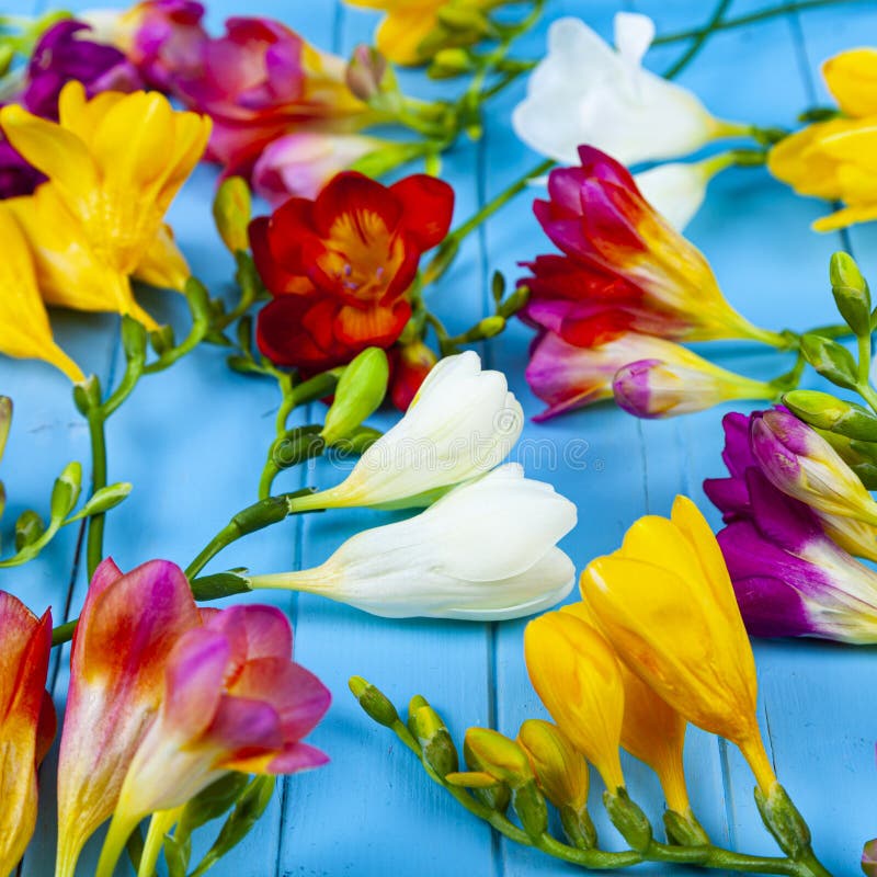 Multi-colored freesias stock photo. Image of closeup - 214730906