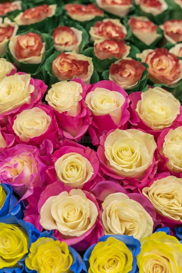 Multi-colored Fresh Roses. Huge Bouquet of Roses. Vertical Photo Stock ...