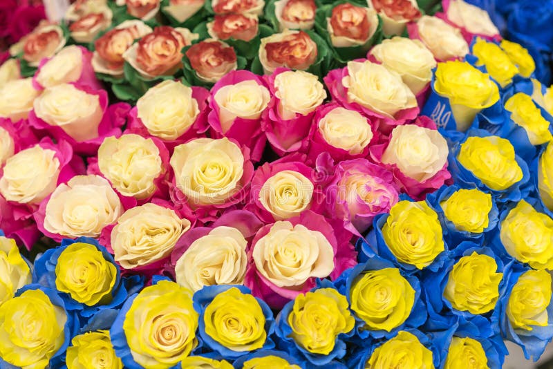 Multi-colored Fresh Roses. Large, Beautiful Bouquet of Roses of ...