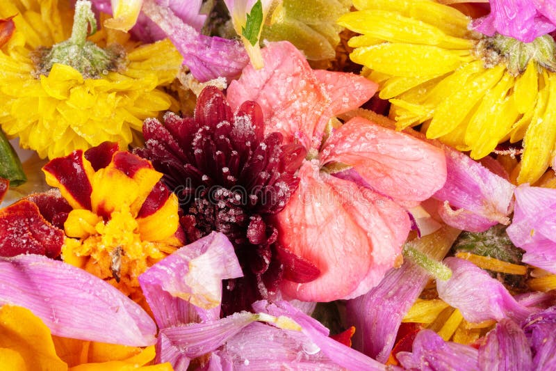 Multi-colored Frozen Flowers Stock Image - Image of spring, green ...