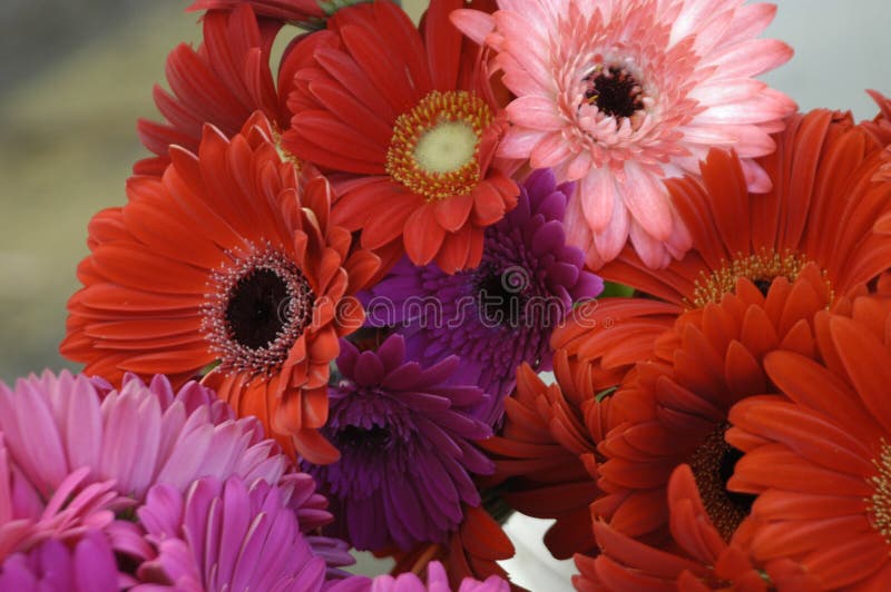 Multi-colored Gerbera Daisies at the Farmers Market Stock Photo - Image ...