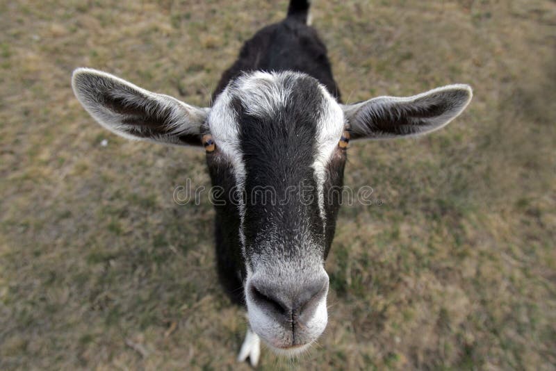 Multi Colored Goat stock image. Image of fresh, grass - 38106197