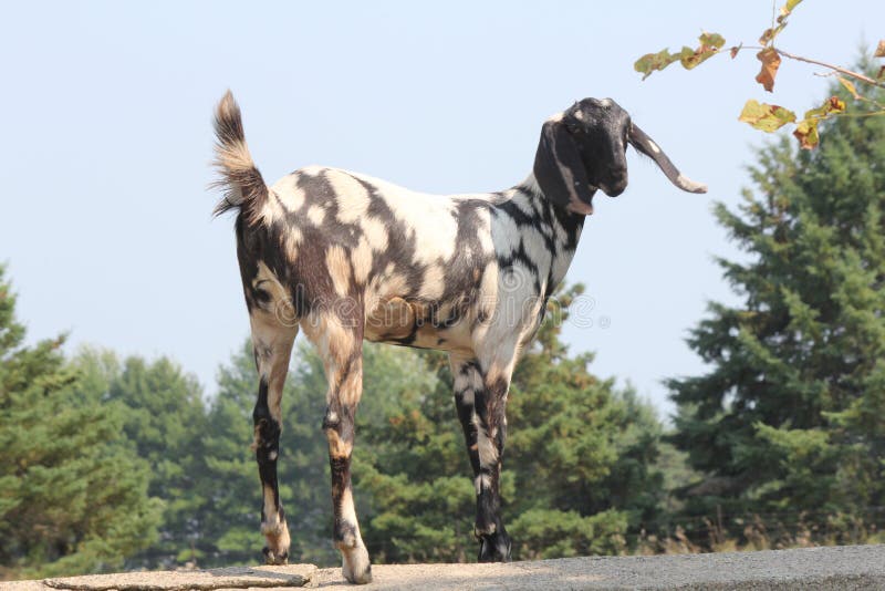 Multi-colored Goat on Stone Wall Stock Photo - Image of stone, summer ...