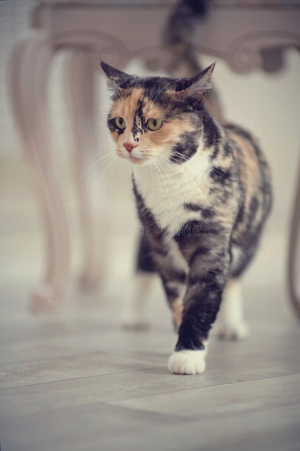 Multi-colored Going Angry Cat. Stock Photo - Image of claw, vertebrate ...
