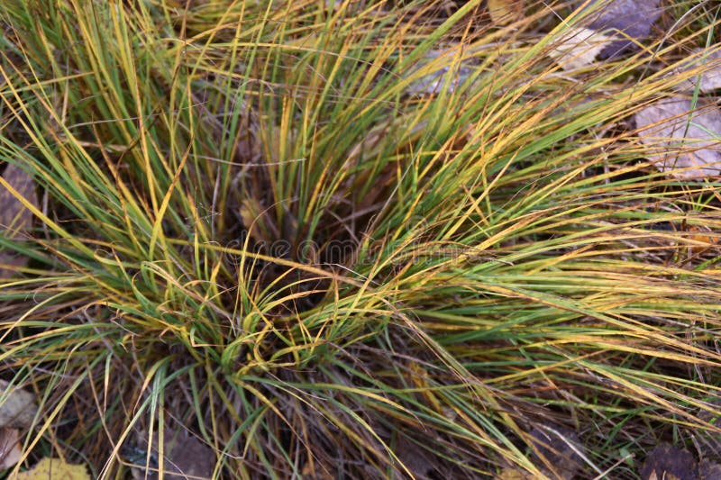 Multi Colored Grass stock photo. Image of colors, natural - 343237608